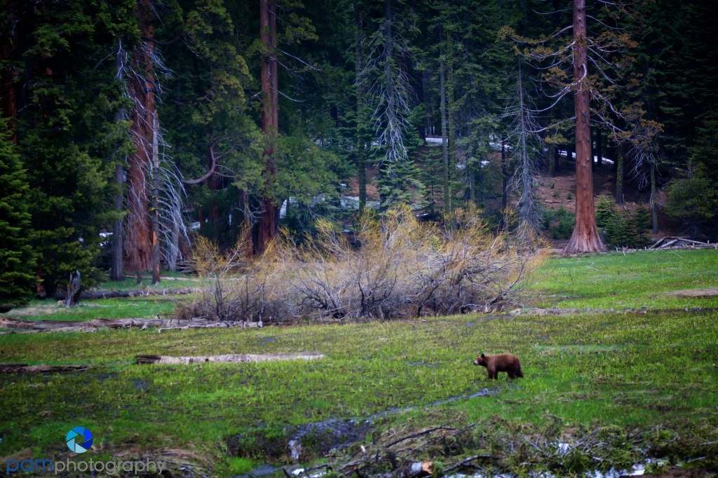 A Weekend in Sequoia National Park – pamphotography