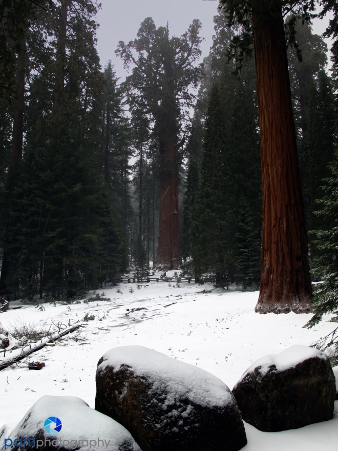 A Weekend in Sequoia National Park – pamphotography