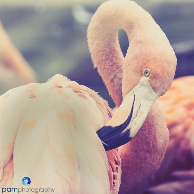 Photography Project: Creative Zoo Processing – pamphotography