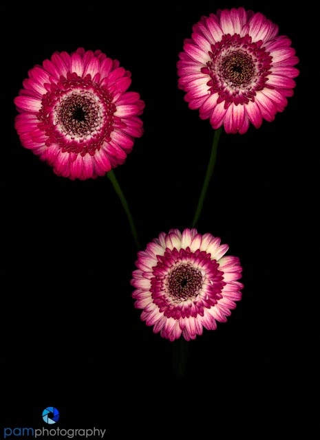 Scanography: Tips for getting started – pamphotography