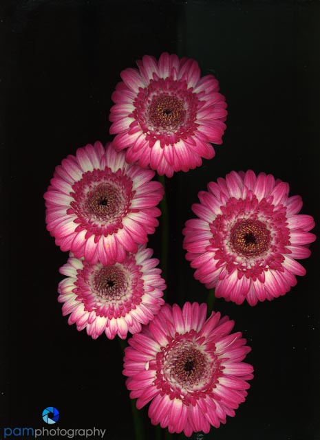 Scanography: Tips for getting started – pamphotography