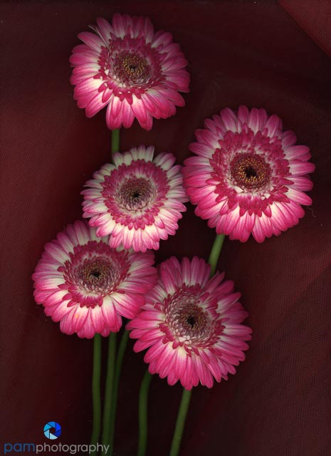 Scanography: Tips for getting started – pamphotography