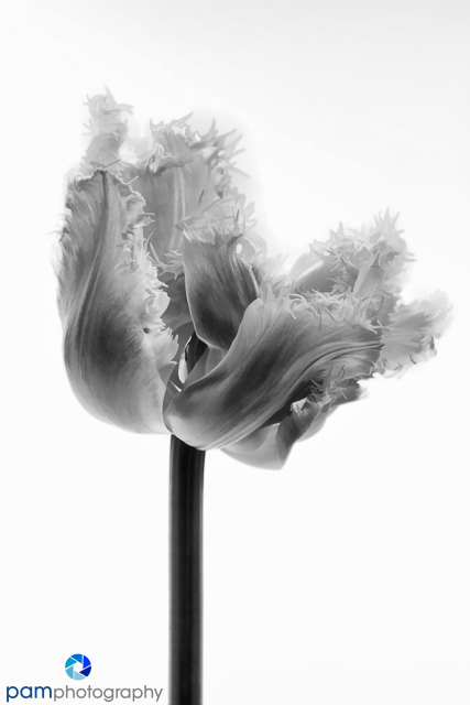 Photography Project: Processing a flower three ways – pamphotography