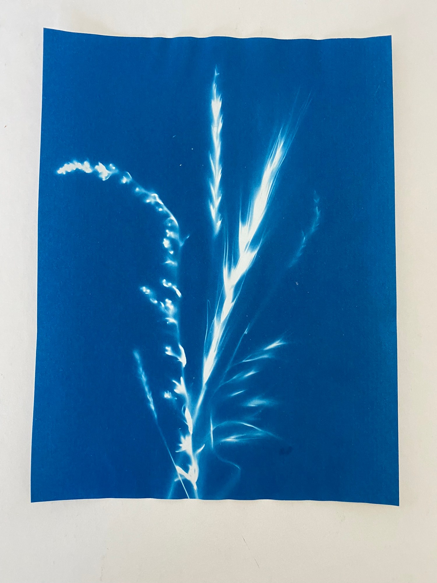 Photography Project: Alternative Photography – Sunprints – pamphotography