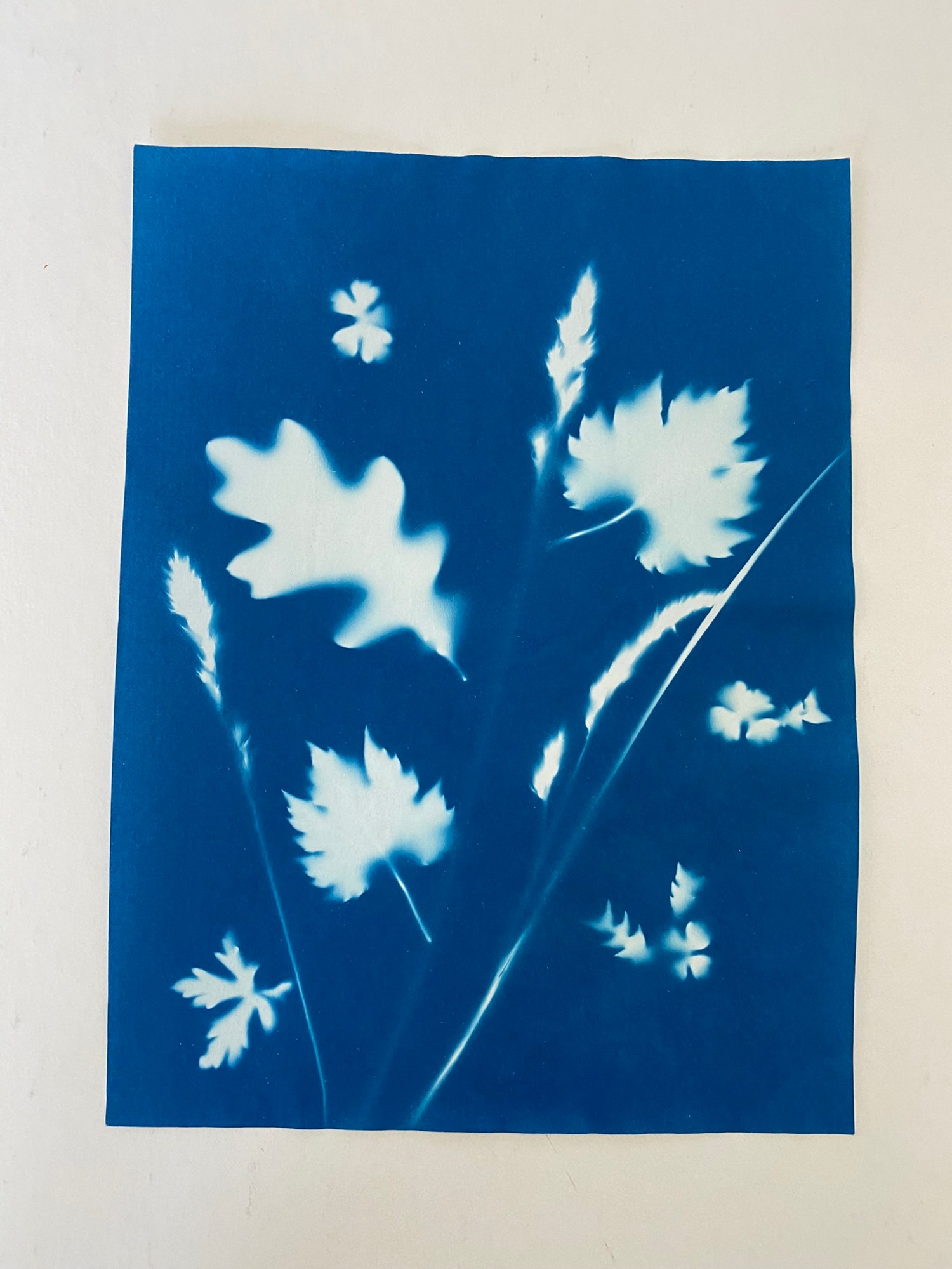 Photography Project: Alternative Photography – Sunprints – pamphotography