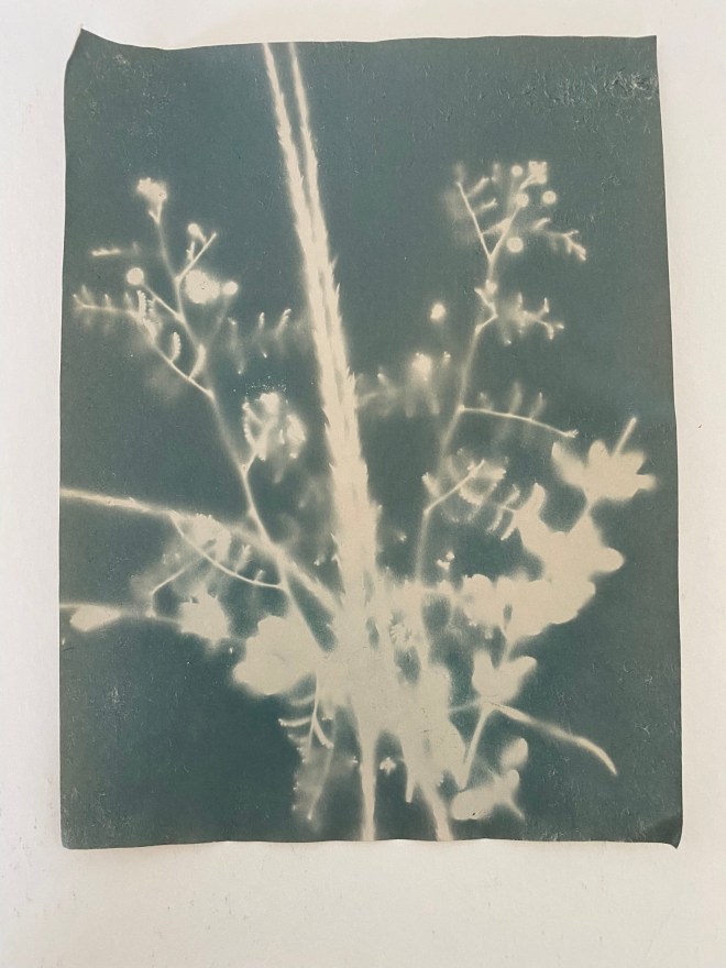 Photography Project: Alternative Photography – Sunprints – pamphotography